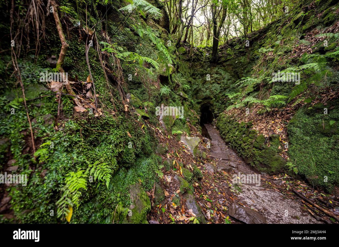 Hiking trail leading into a tunnel, in dense forest with ferns and moss ...