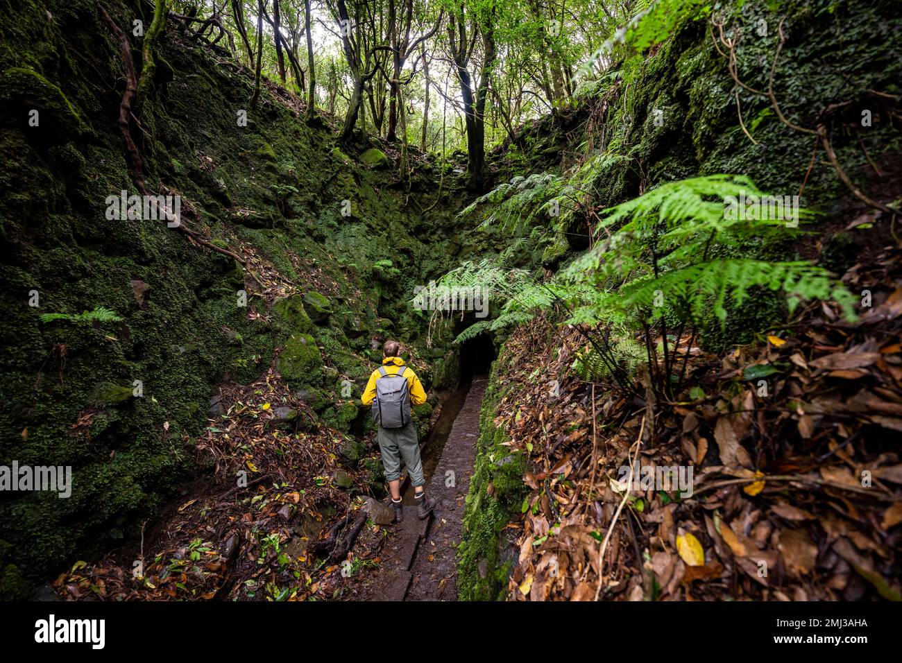 Hiker on a hiking trail, entrance to a tunnel, in dense forest with ...