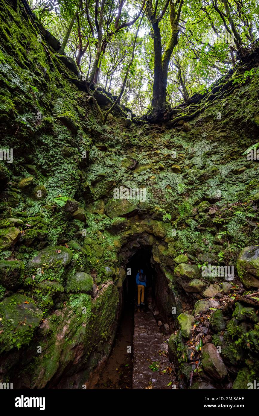 Hiker on a hiking trail, entrance to a tunnel, in dense forest with ...