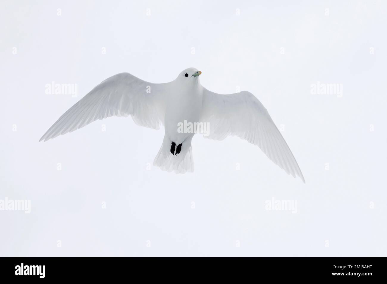 Ivory gull (Pagophila eburnea / Larus eburneus) in flight along the ...