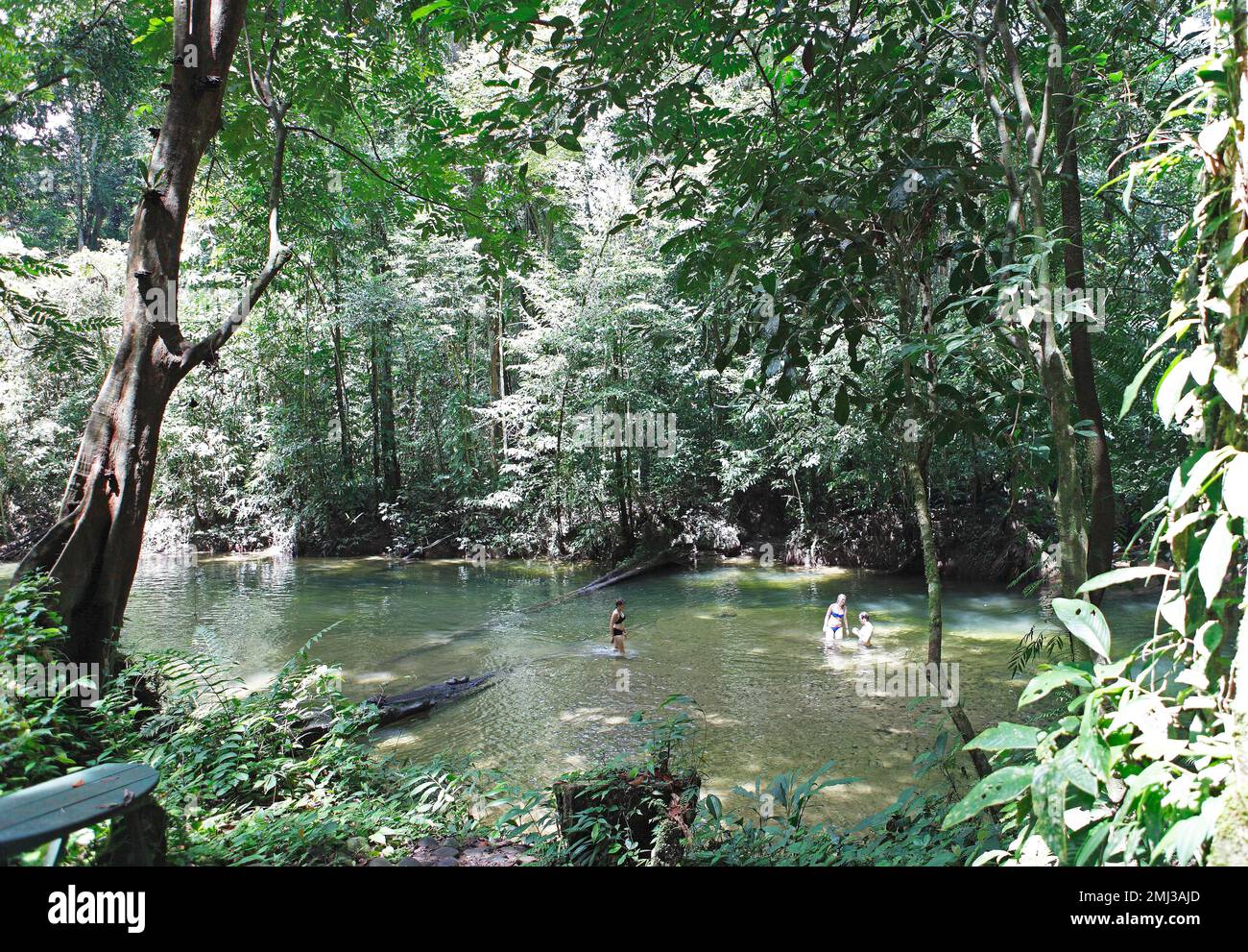 Melinau River in the rainforest, Gunung Mulu National Park, Miri ...