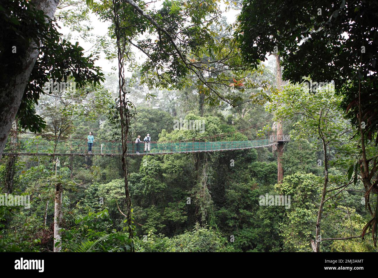 Suspension bridge in the rainforest, Danum Valley Protected Area, Sabah ...