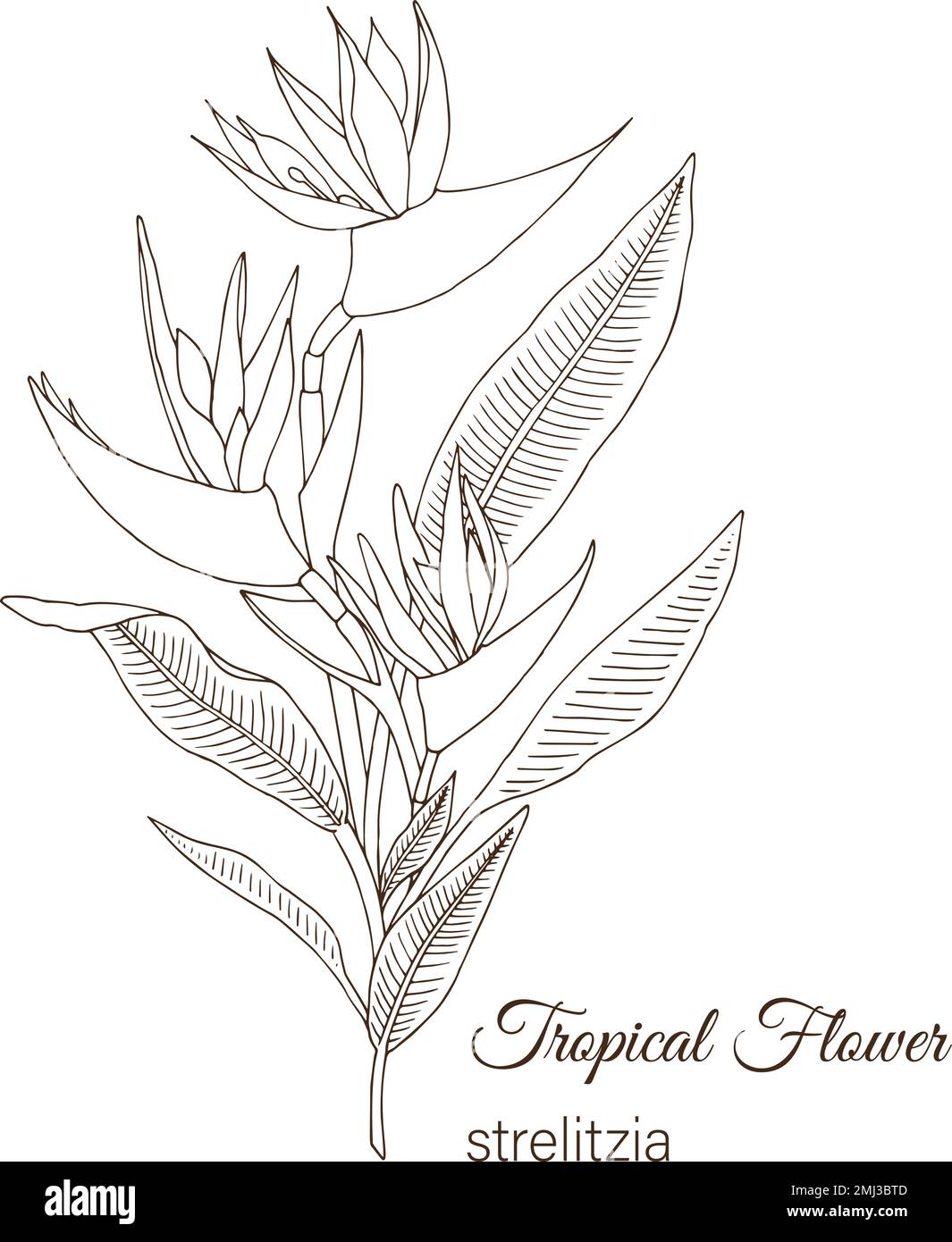 Vector illustration of tropical flower isolated on white background ...