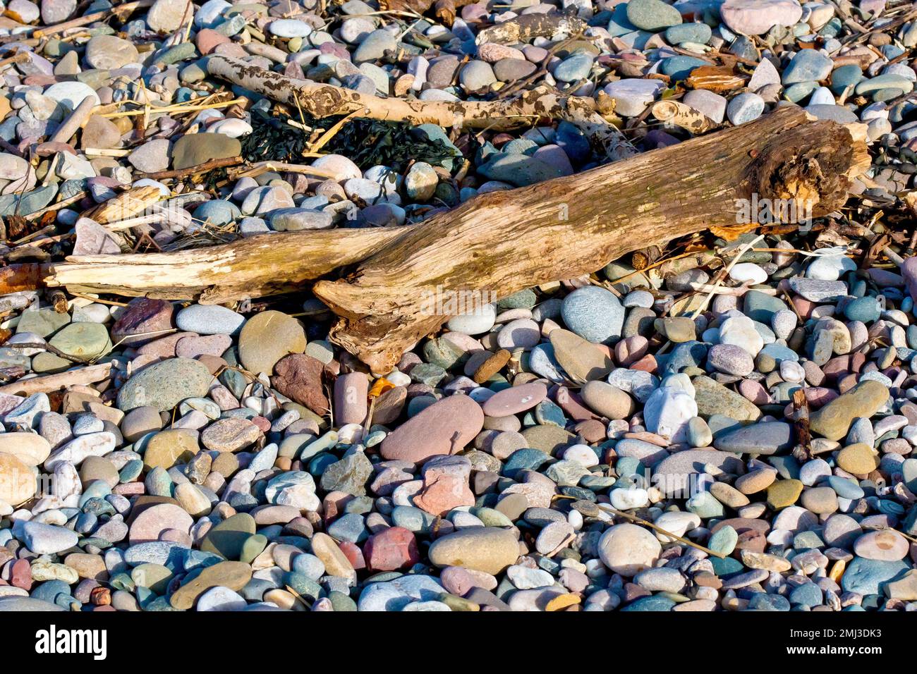 Close up of a small log, a piece of driftwood, sitting washed up at the ...
