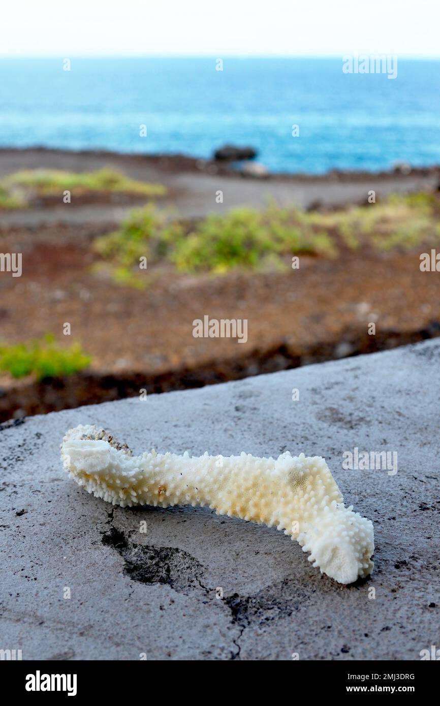 This Sept. 13, 2019 photo shows a chunk of bleached, dead coral shown ...