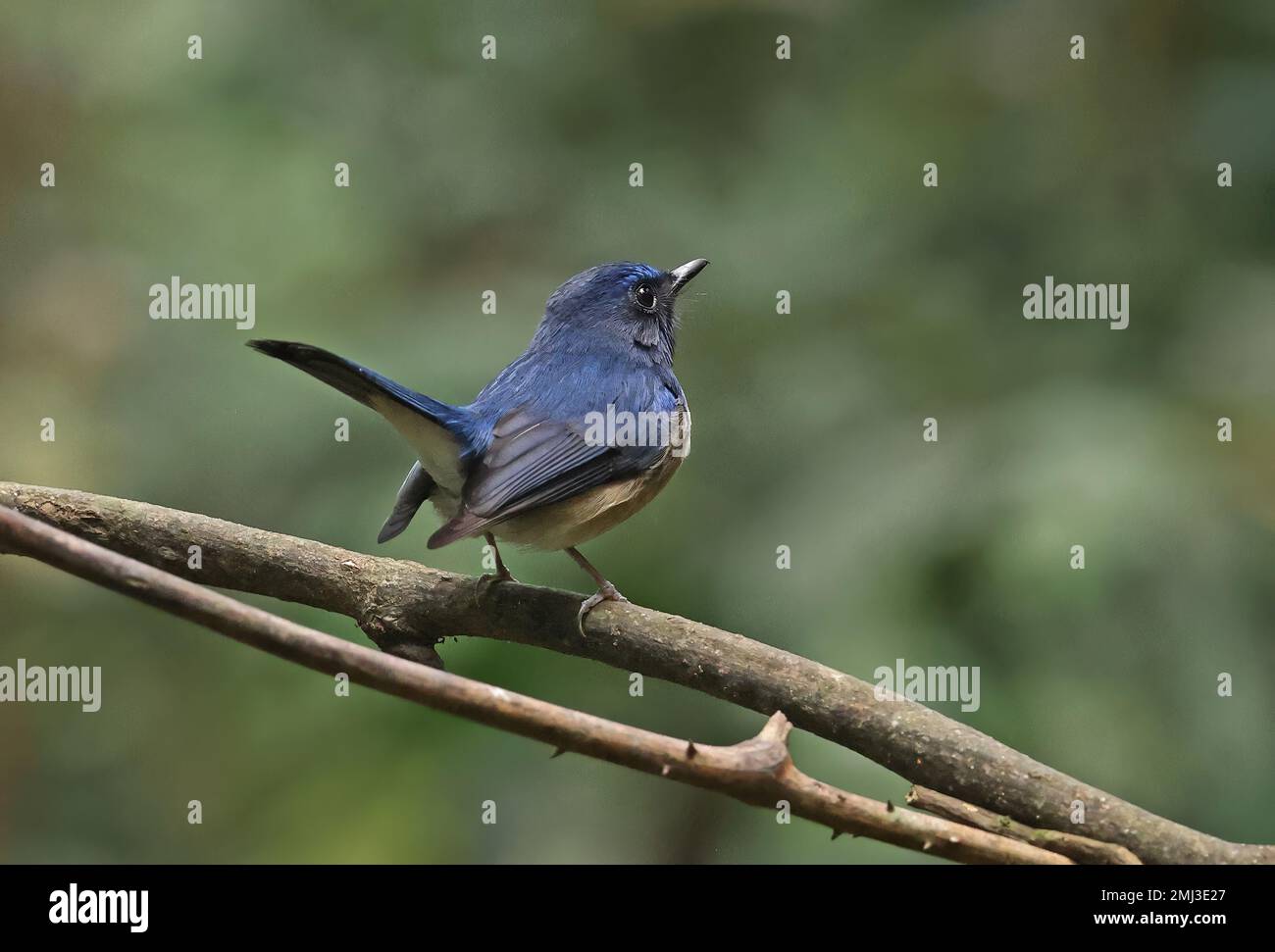 Male blue throated blue flycatcher hi-res stock photography and images ...