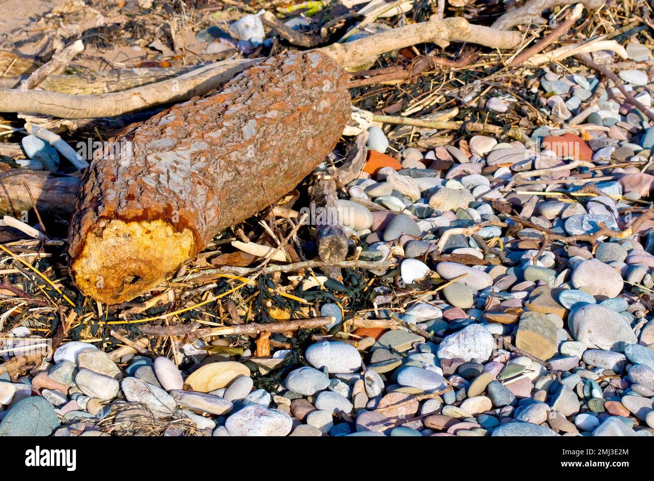 Close up of a small log, a piece of driftwood, sitting washed up at the ...