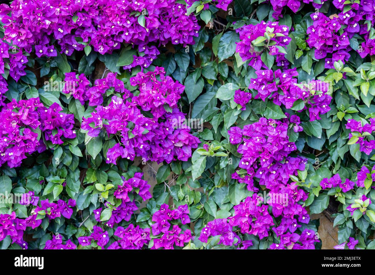 Purple Bougainvillea, Funchal Botanical Garden, Jardim Botanico ...