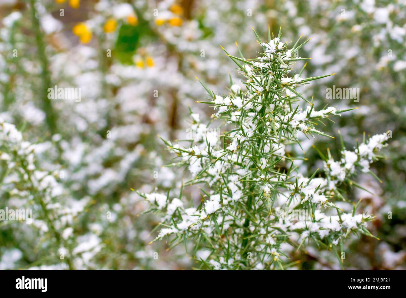 Gorse, Furze, Whin or Whins (ulex europaeus), close up showing the ...