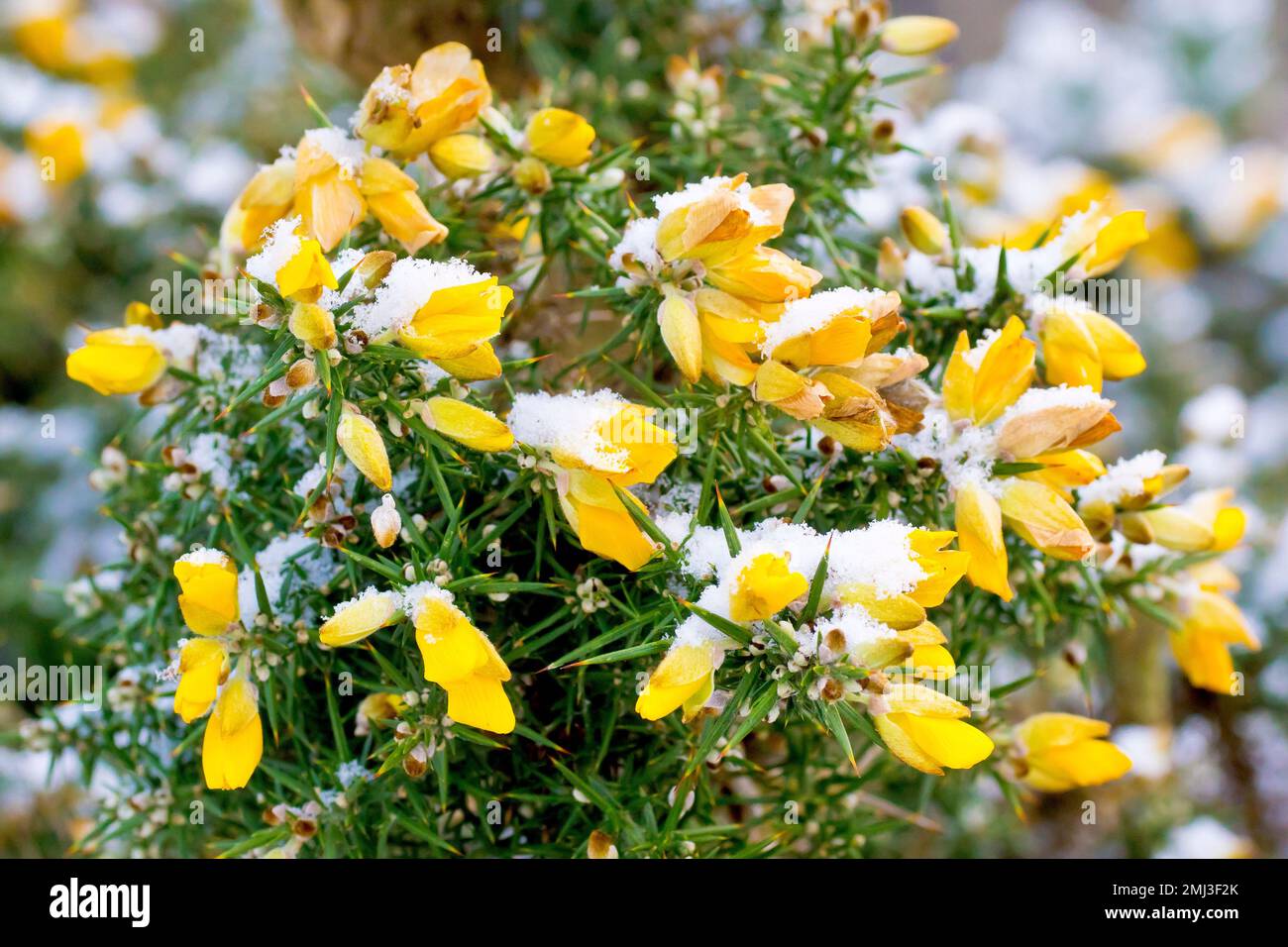 Gorse, Furze, Whin or Whins (ulex europaeus), close up showing the ...