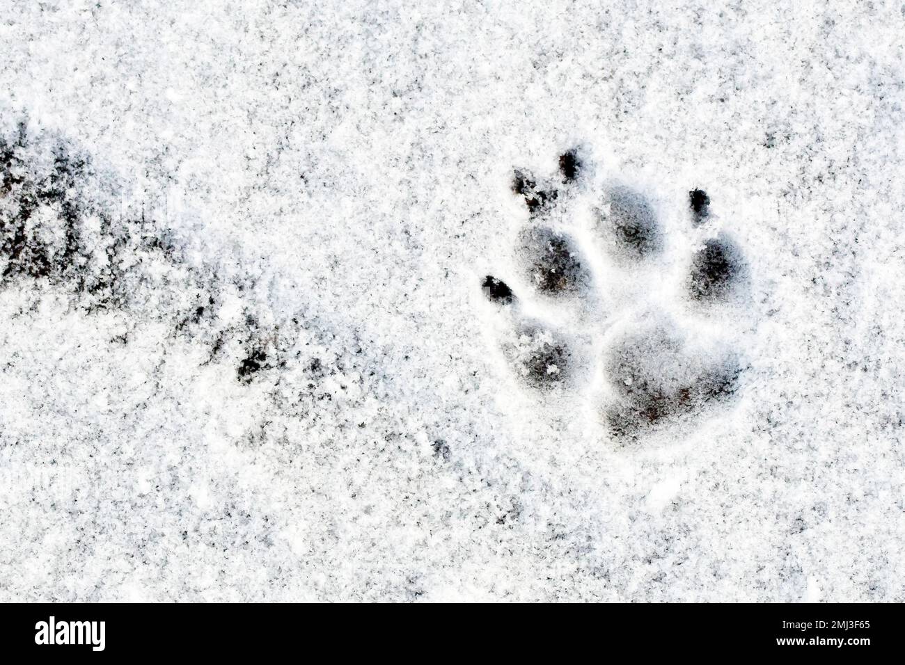 Close up of a pawprint made by a dog in a thin layer of freshly fallen ...