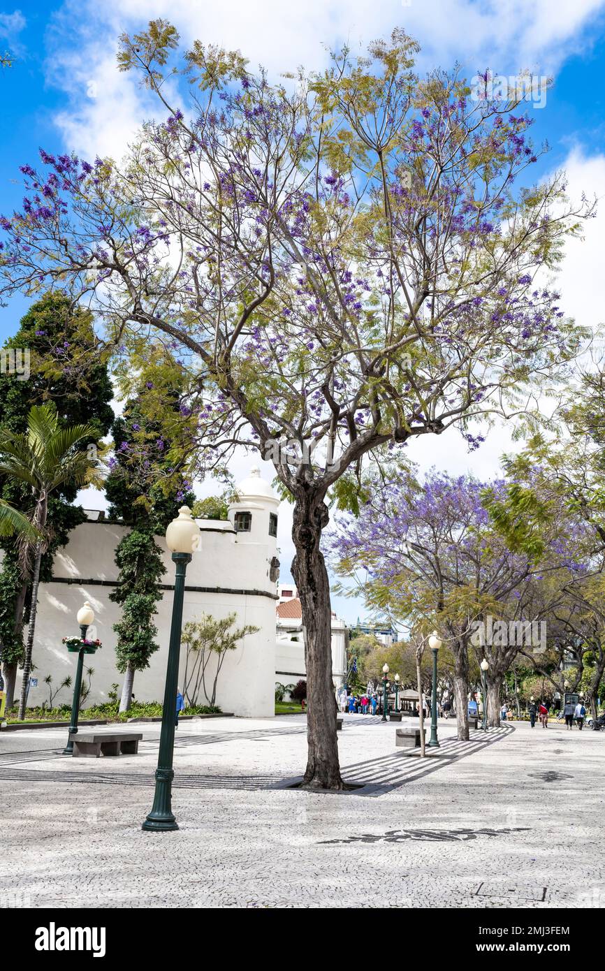 Avenida Arriaga, Promenade City Centre, Old Town with, Funchal, Madeira ...