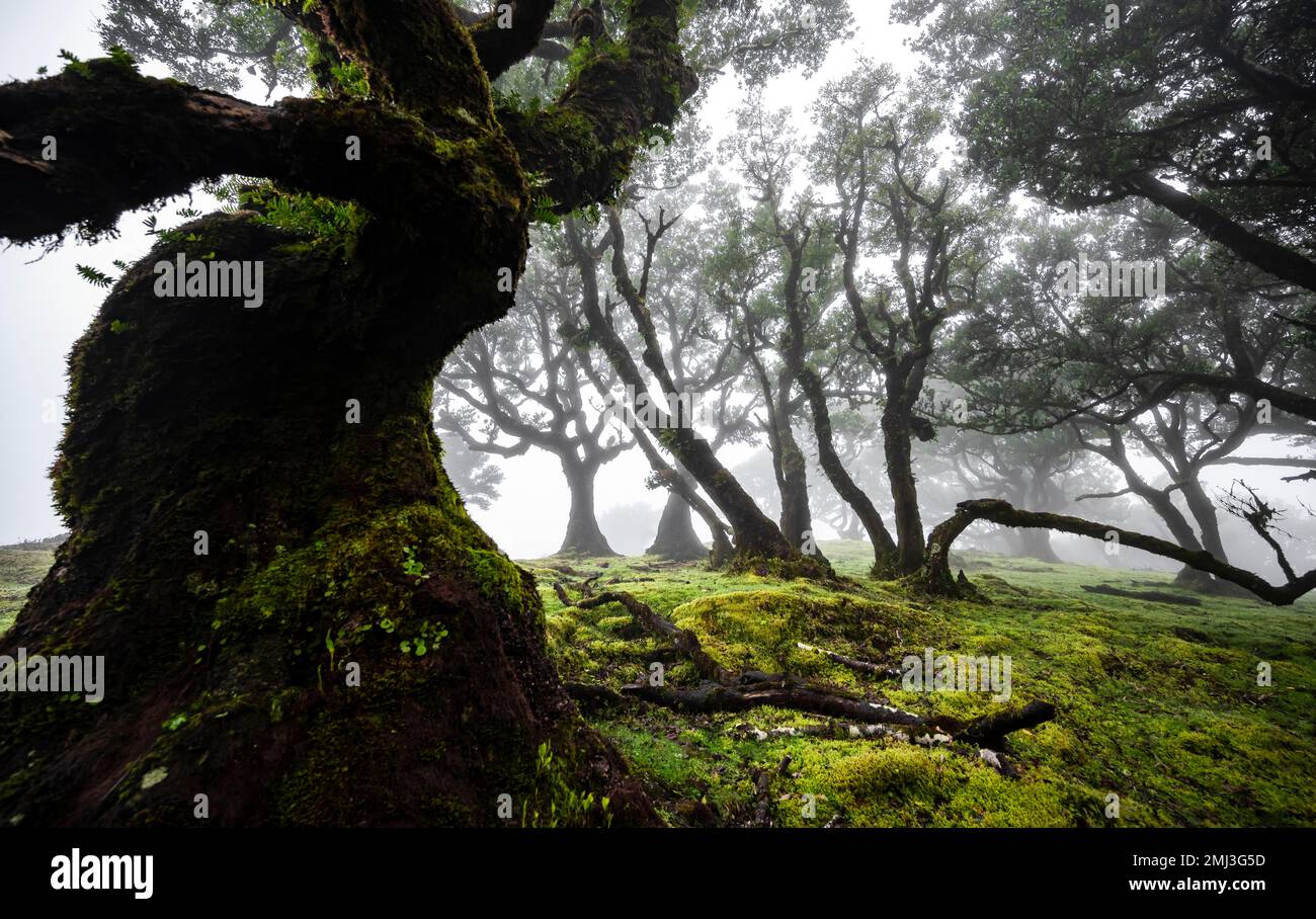 Laurel trees overgrown with moss and plants in the mist, Old laurel ...