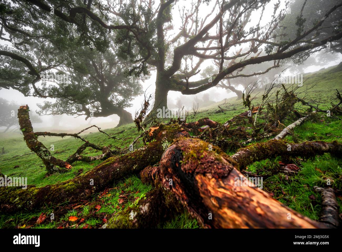 Laurel trees overgrown with moss and plants in the mist, Old laurel ...
