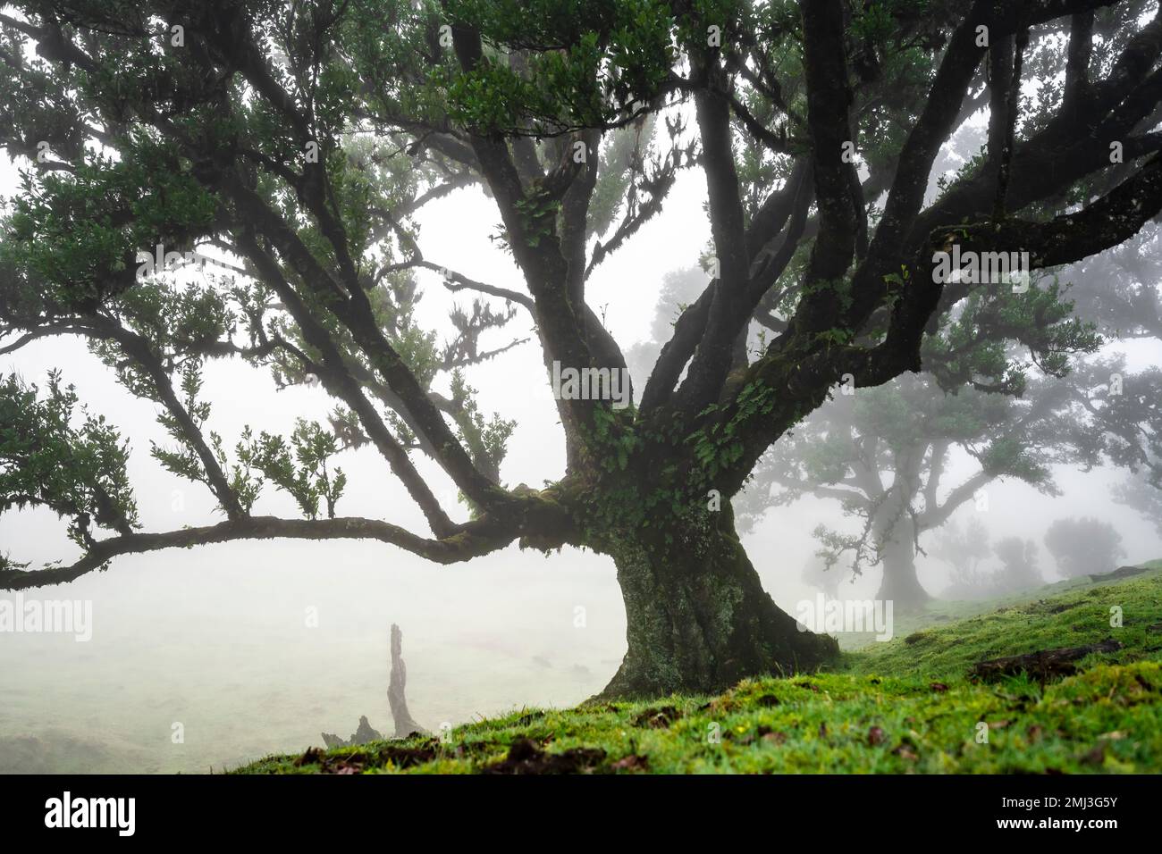 Laurel trees overgrown with moss and plants in the mist, Old laurel ...