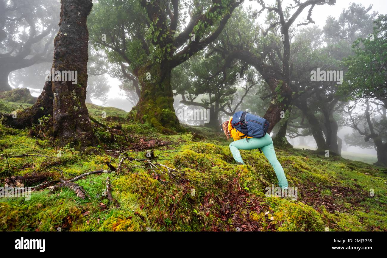Laurel trees overgrown with moss and plants in the mist, Old laurel ...