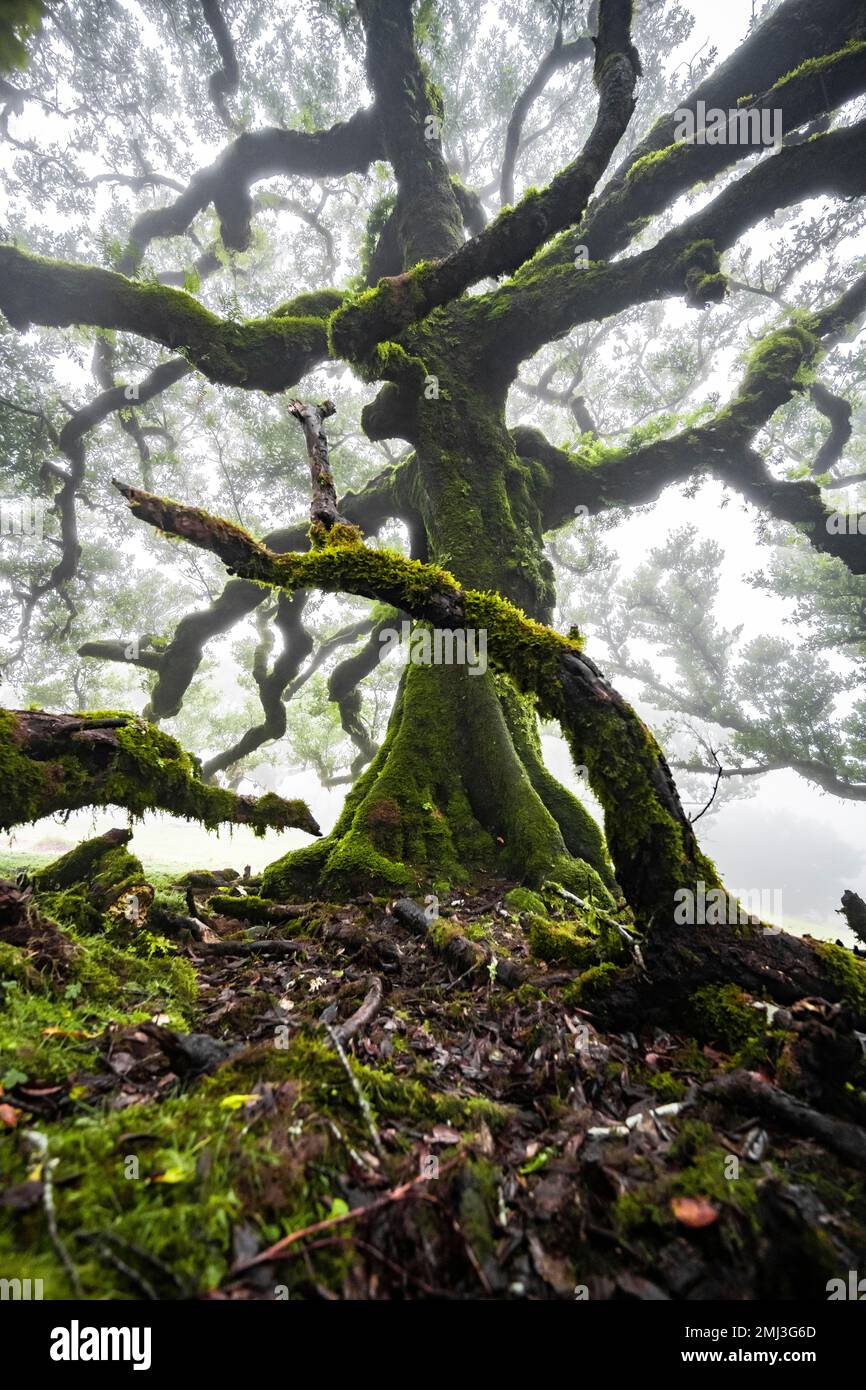 Laurel trees overgrown with moss and plants in the mist, Old laurel ...
