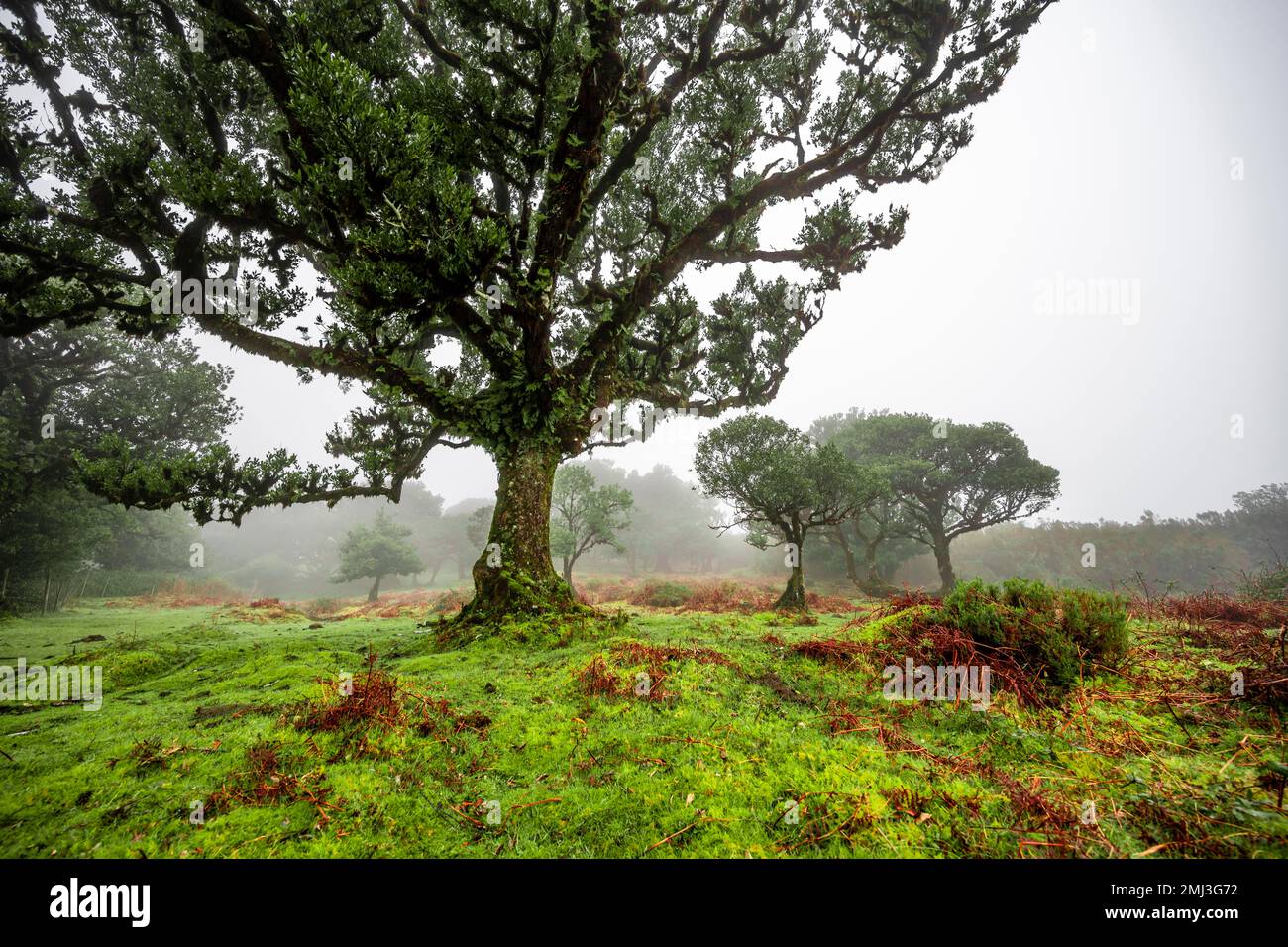 Laurel trees overgrown with moss and plants in the mist, Old laurel ...