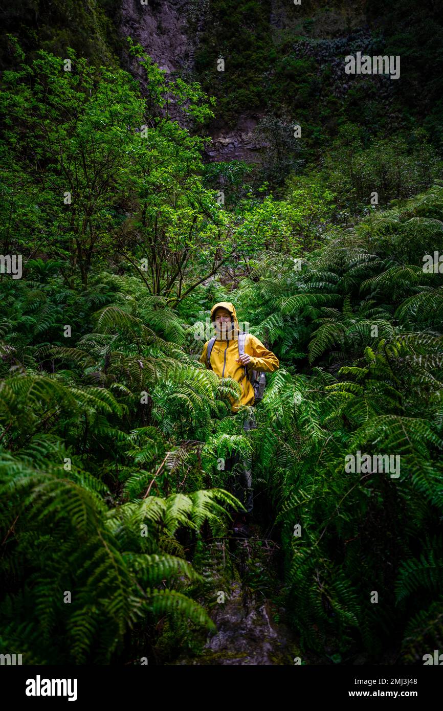 Hikers among ferns in the jungle, Madeira, Portugal Stock Photo - Alamy