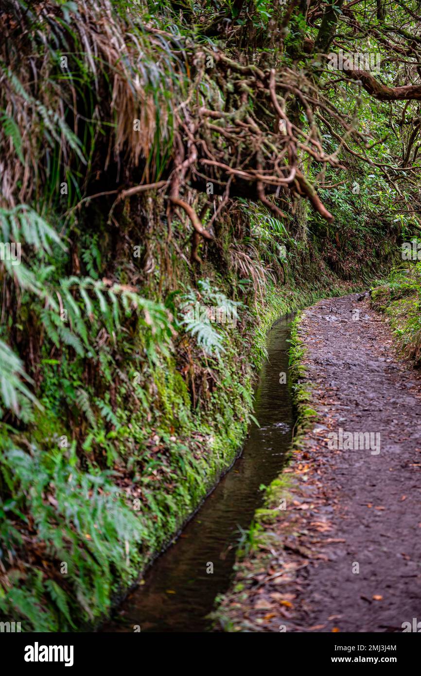 Levada, PR9 Levada do Caldeirao Verde, Madeira, Portugal Stock Photo ...