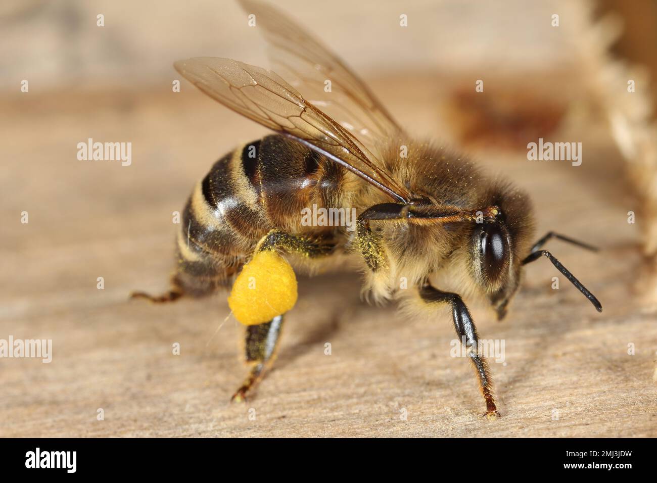 Honey bee with pollen on legs Stock Photo - Alamy