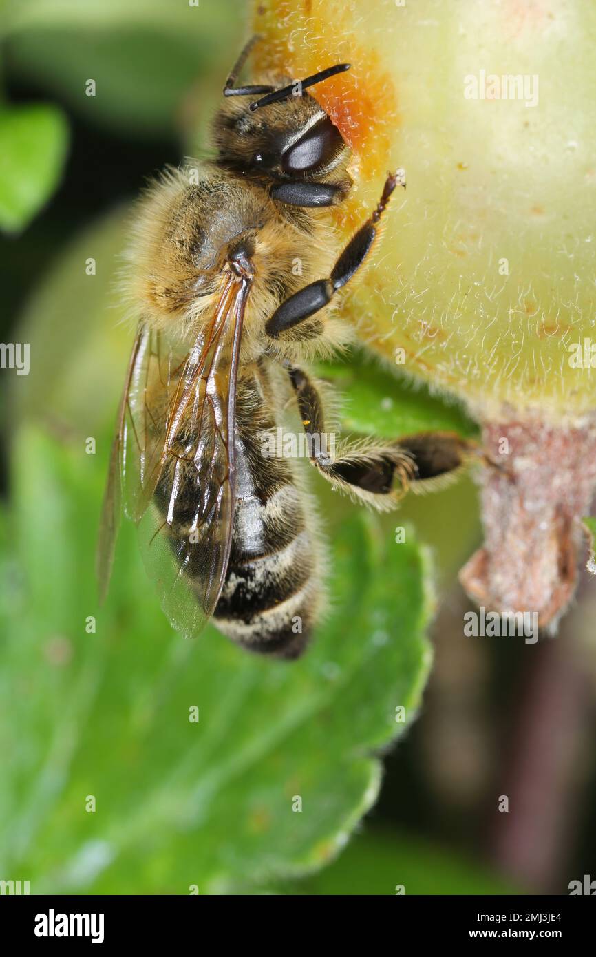 Honey bee (Apis mellifera) eating the sweet gooseberry fruit in the ...