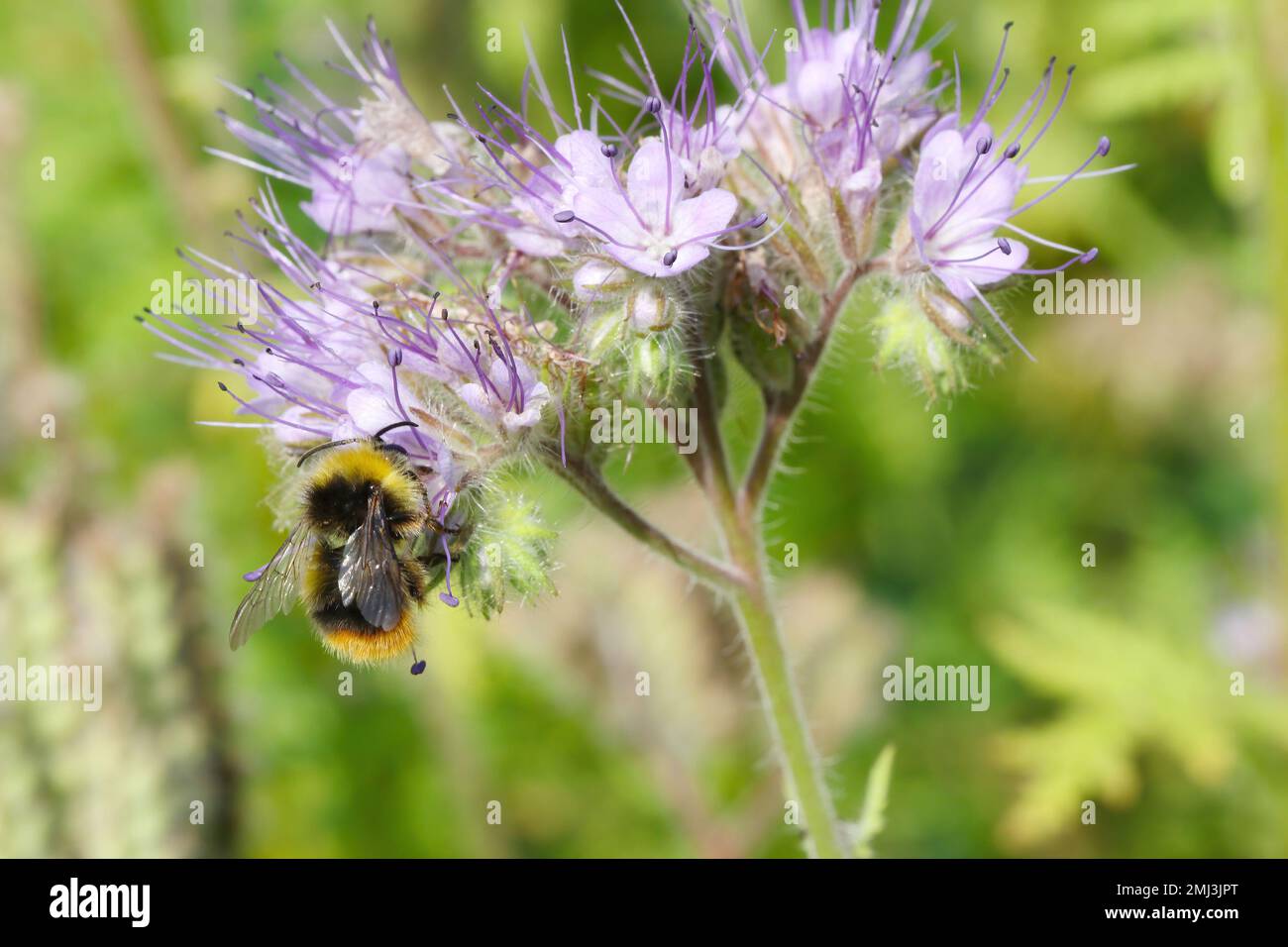 Bumblebee (Bombus sp.) pollinating flowers of lacy phacelia, blue tansy ...