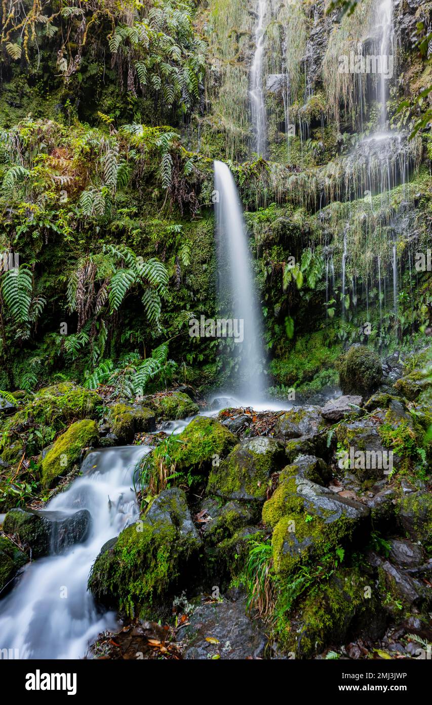 Waterfall, fern on cliff in jungle, PR9 Levada do Caldeirao Verde ...