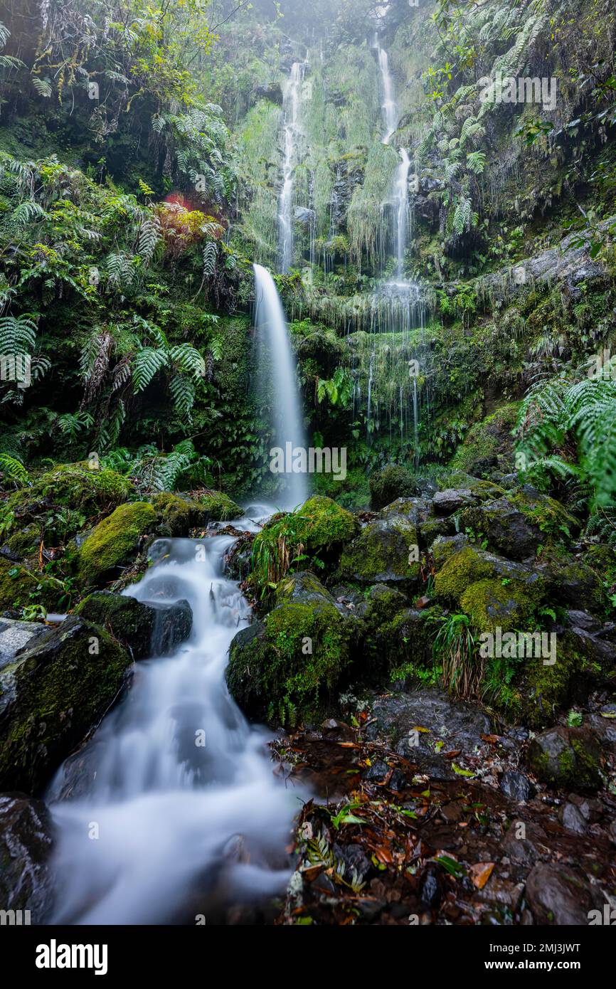 Waterfall, fern on cliff in jungle, PR9 Levada do Caldeirao Verde ...