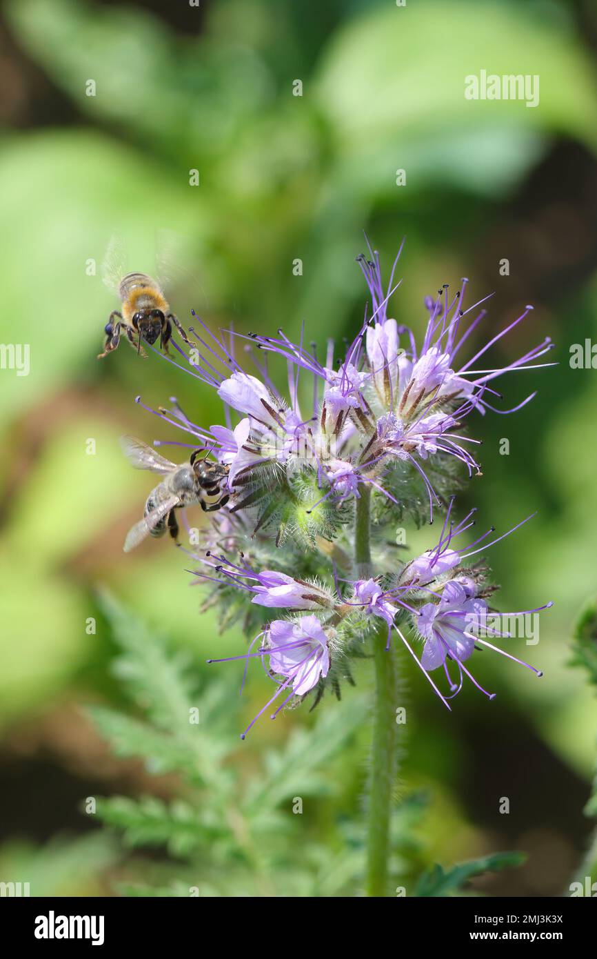 Honey bee (Apis mellifera) pollinating flowers of lacy phacelia, blue ...