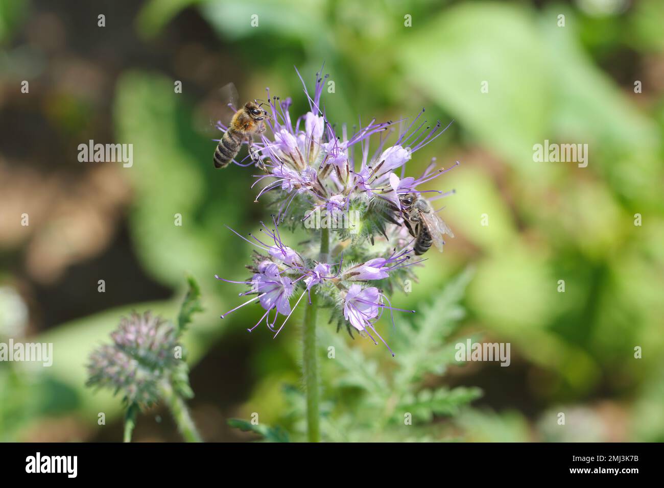 Honey bee (Apis mellifera) pollinating flowers of lacy phacelia, blue ...