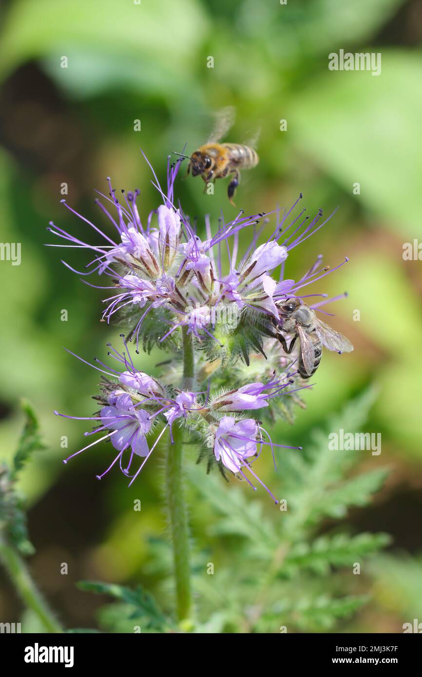 Honey bee (Apis mellifera) pollinating flowers of lacy phacelia, blue ...