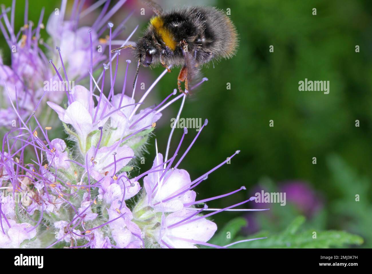 Bumblebee (Bombus sp.) pollinating flowers of lacy phacelia, blue tansy ...