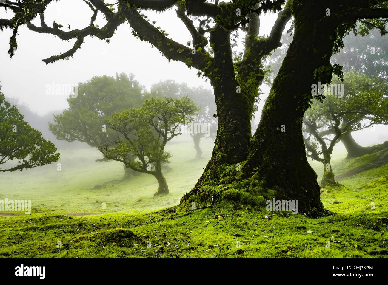 Laurel trees overgrown with moss and plants in the mist, Old laurel ...