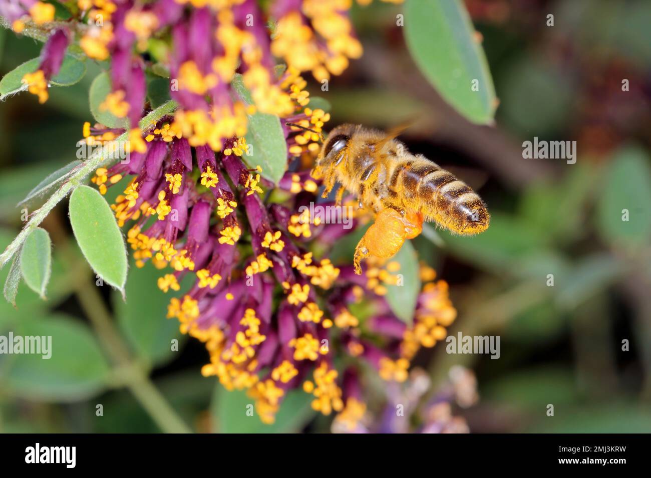 Honey Bee or also honeybee, Apis mellifera collecting pollen of flower ...