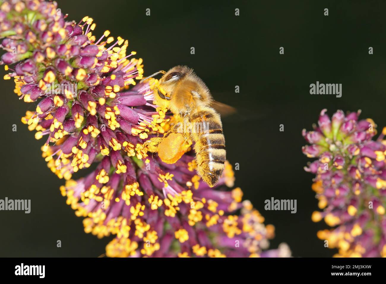 Honey Bee or also honeybee, Apis mellifera collecting pollen of flower ...