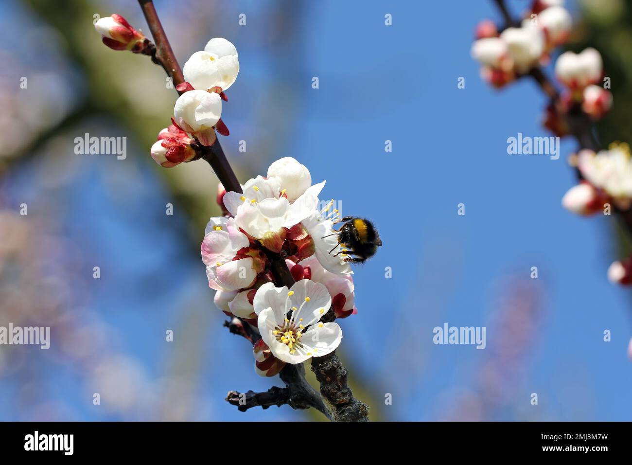 Bumblebee (Bombus sp.). Pollinating apricot tree in spring blooming ...