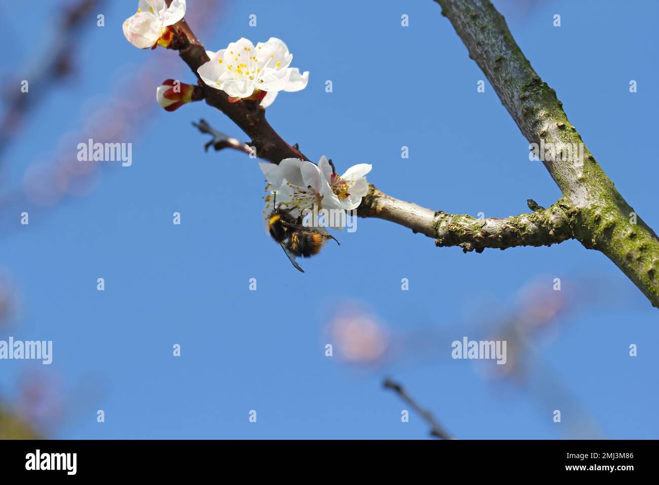 Bumblebee (Bombus sp.). Pollinating apricot tree in spring blooming ...