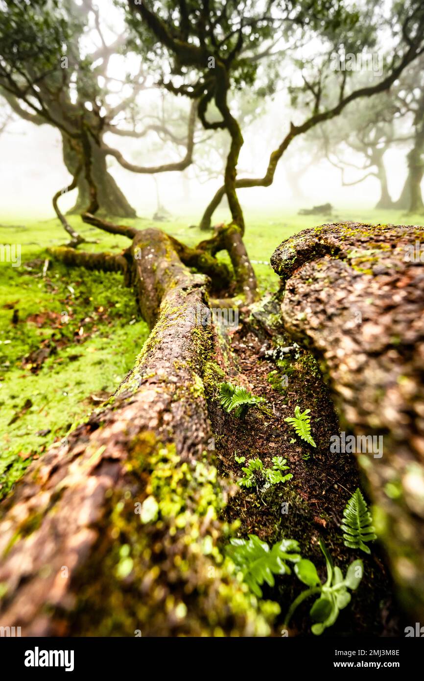 Laurel trees overgrown with moss and plants in the mist, Old laurel ...