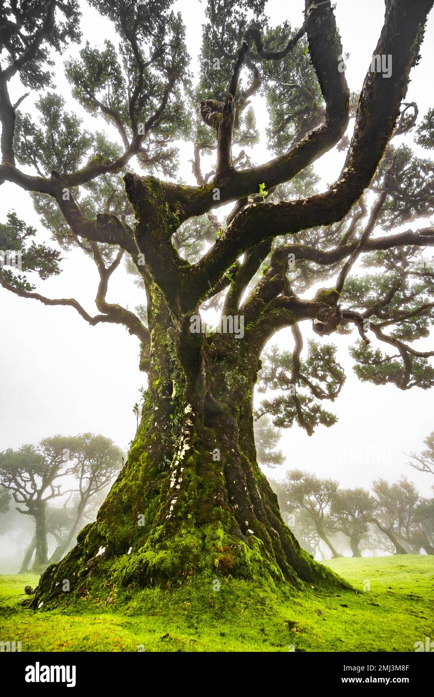 Laurel tree hi-res stock photography and images - Alamy