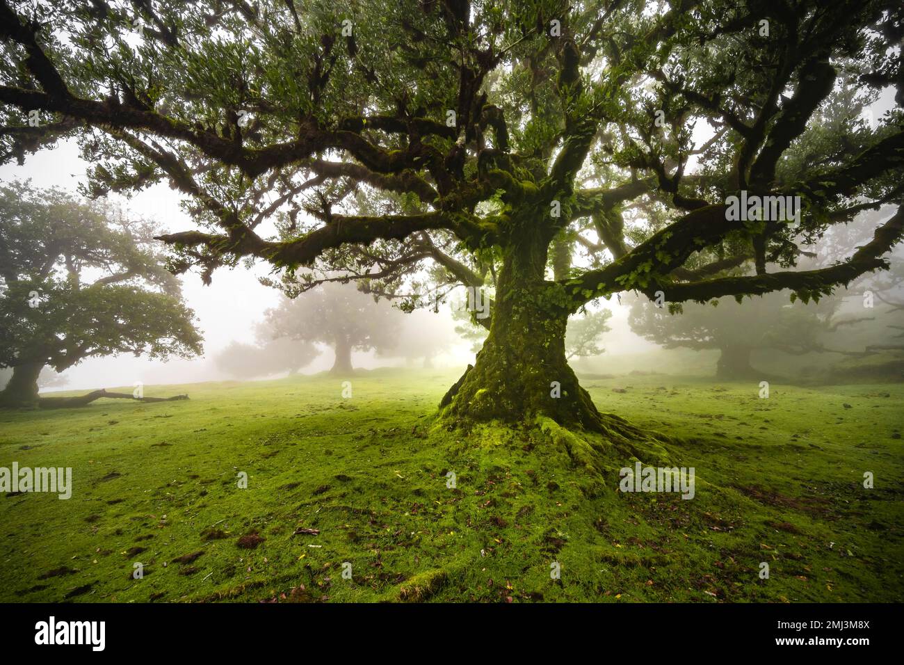 Laurel plants hi-res stock photography and images - Alamy