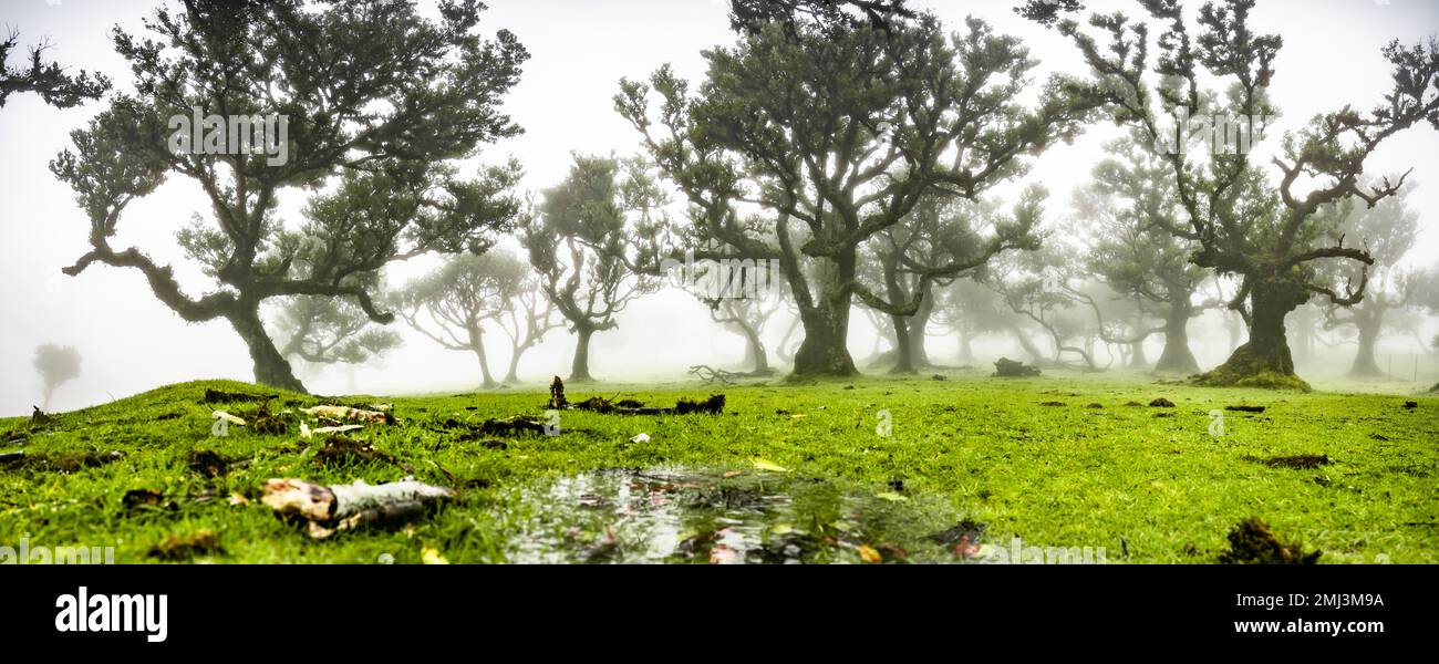 Laurel trees overgrown with moss and plants in the mist, Old laurel ...