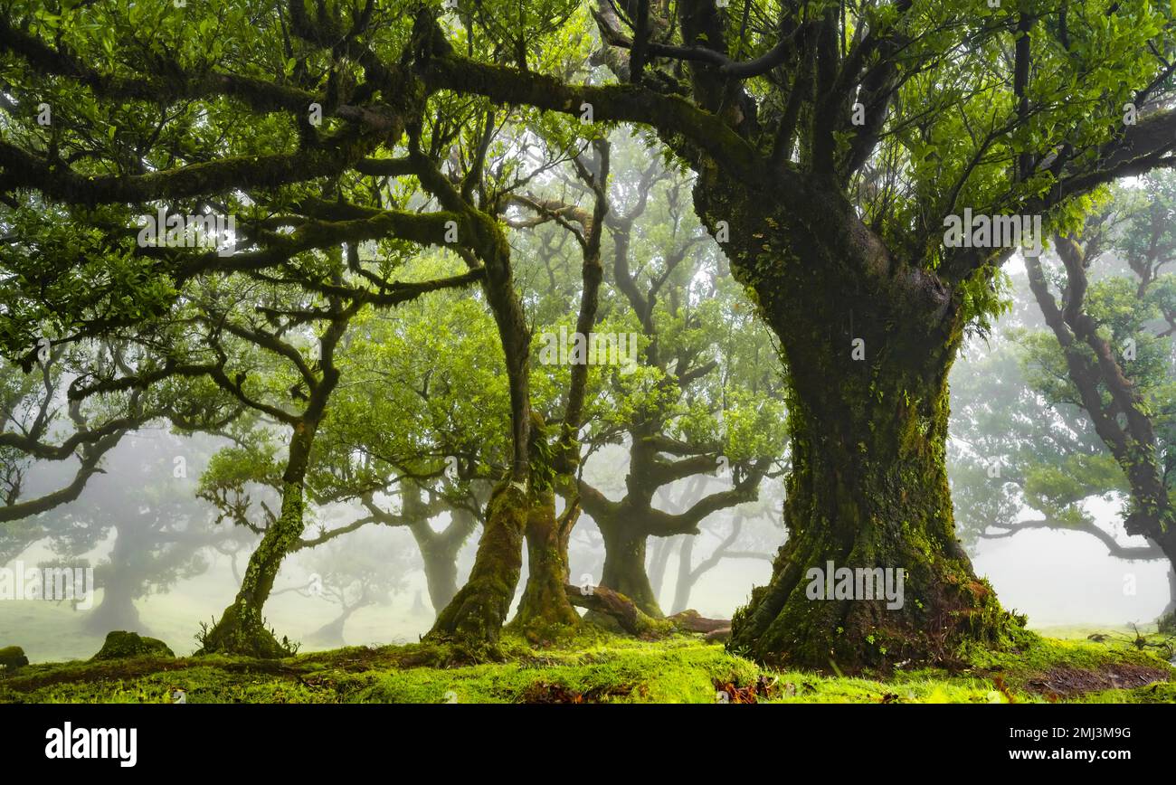 Laurel trees overgrown with moss and plants in the mist, Old laurel ...