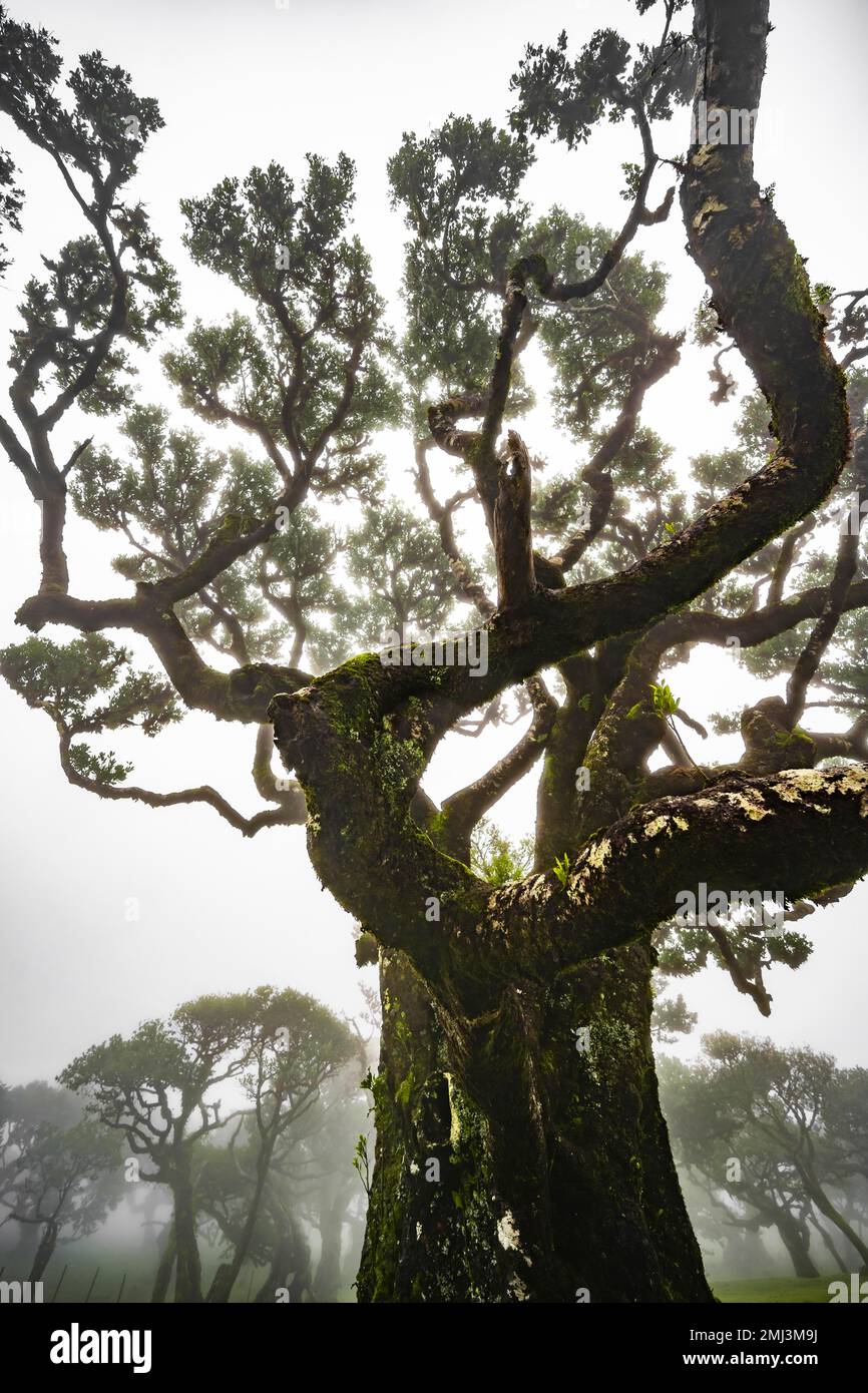 Laurel tree hi-res stock photography and images - Alamy