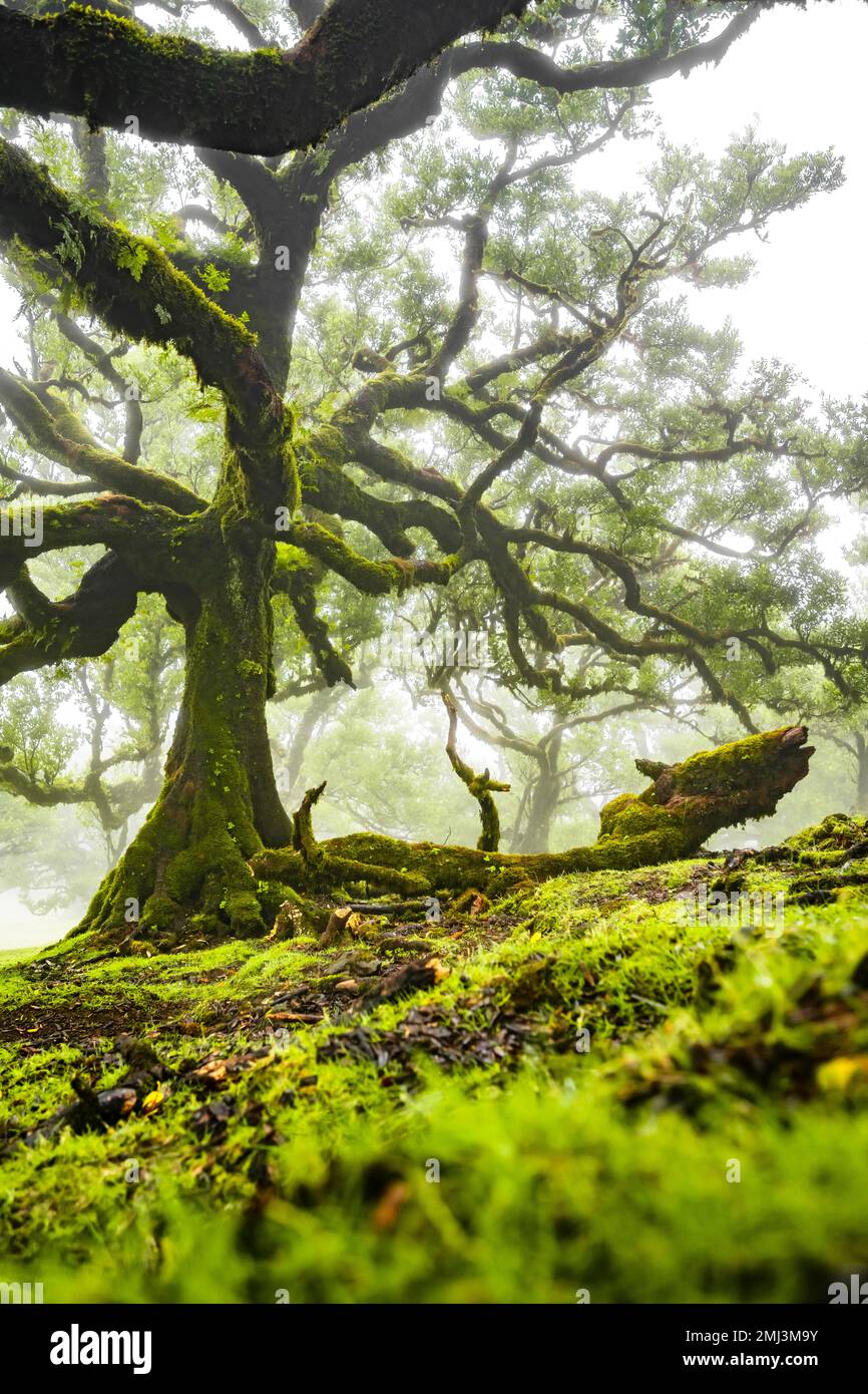Laurel trees overgrown with moss and plants in the mist, Old laurel ...