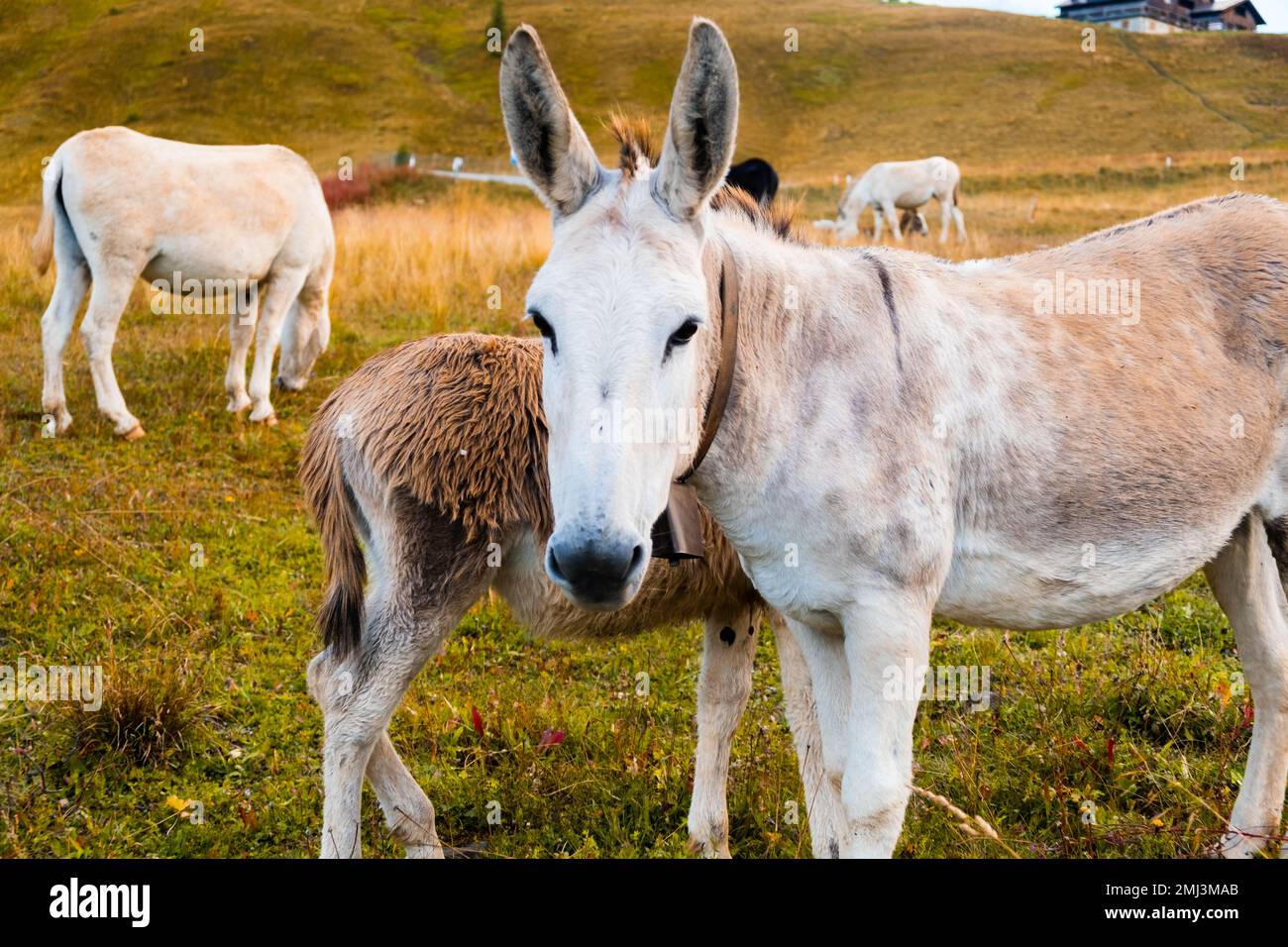 Donkeys portrait on hillside meadow of Alpine mountains and blends in ...