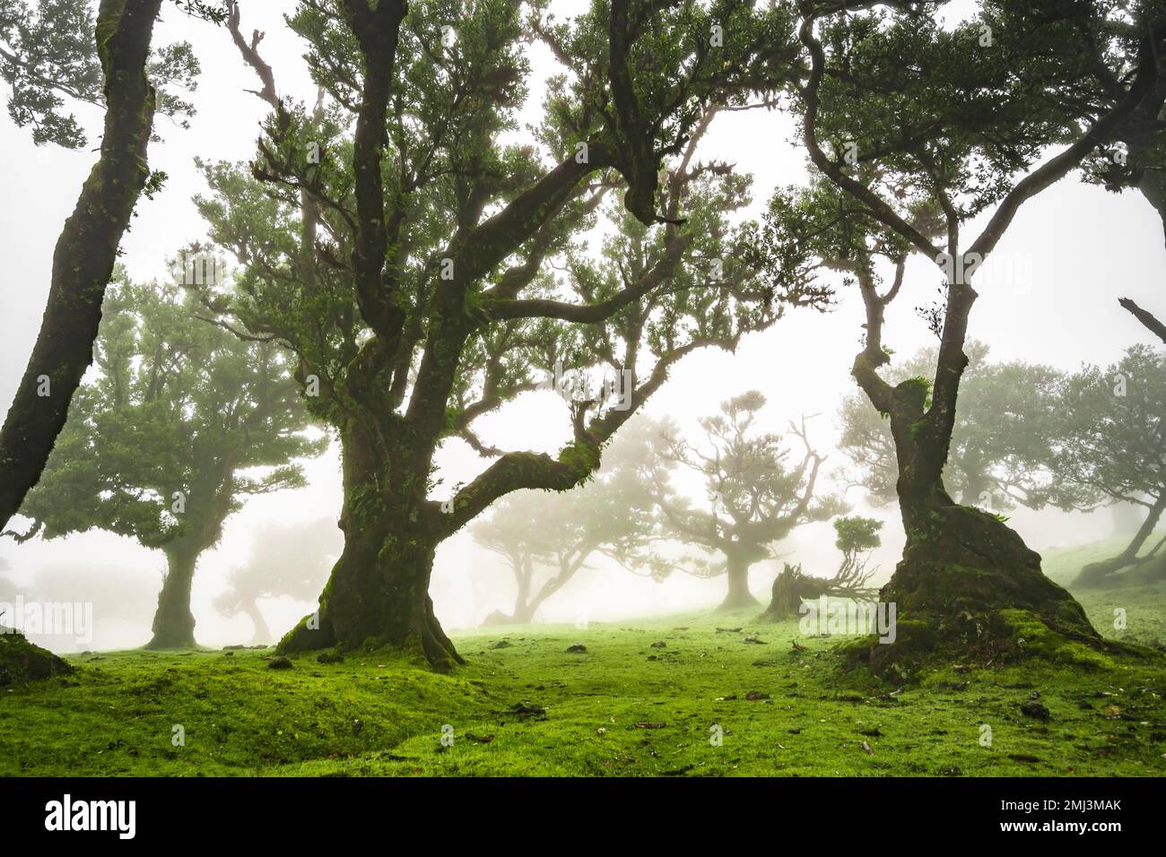 Laurel trees overgrown with moss and plants in the mist, Old laurel ...