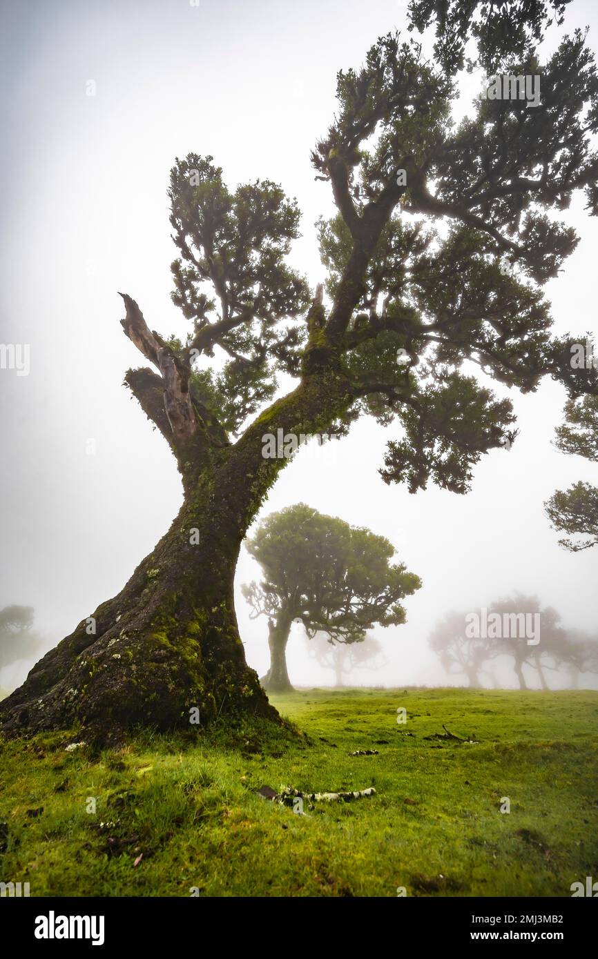Laurel trees overgrown with moss and plants in the mist, Old laurel ...
