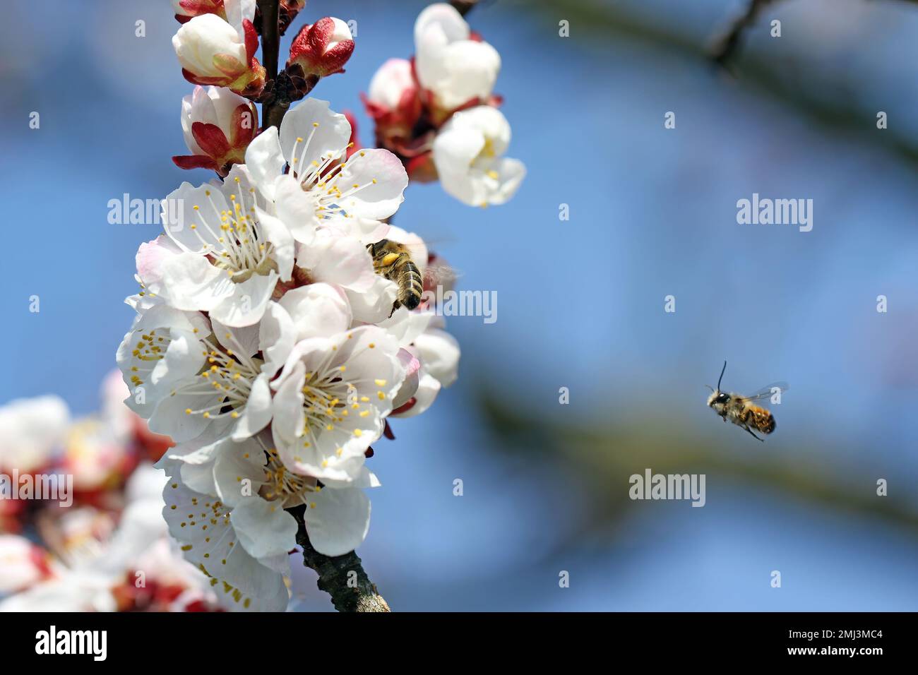 Honey bee (Apis mellifera) and wild bee Osmia pollinating the flowers ...