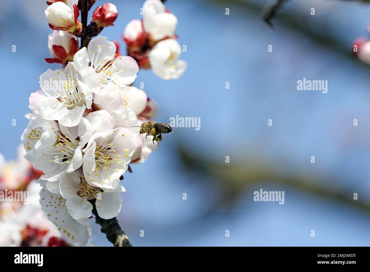 Honey bee (Apis mellifera) pollinating flowers Stock Photo - Alamy